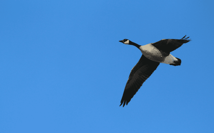 Easy Guide to Taking Photos of Birds in Flight - HubPages