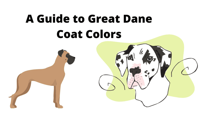 A Guide to Great Dane Coat Colors - HubPages