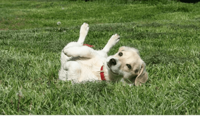 How Do Mother Dogs Discipline Their Puppies? - HubPages