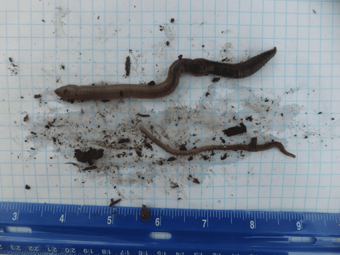 How to Identify the Canadian Nightcrawler Worm - HubPages