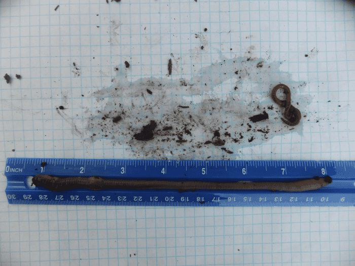 How to Identify the Canadian Nightcrawler Worm - HubPages