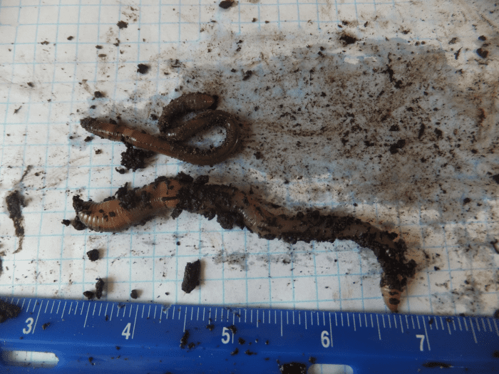 How to Identify the Canadian Nightcrawler Worm - HubPages
