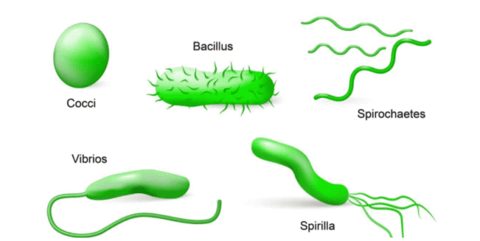 The Truth About Good Germs - HubPages