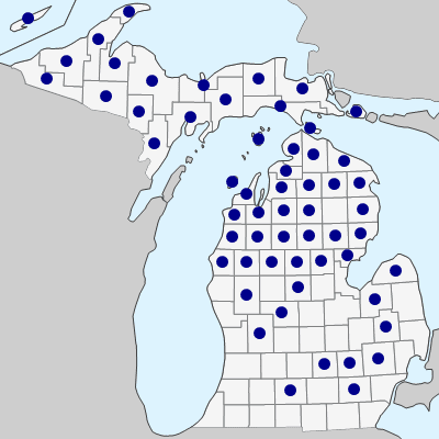 4 Most Common Spruce Trees of Michigan - HubPages