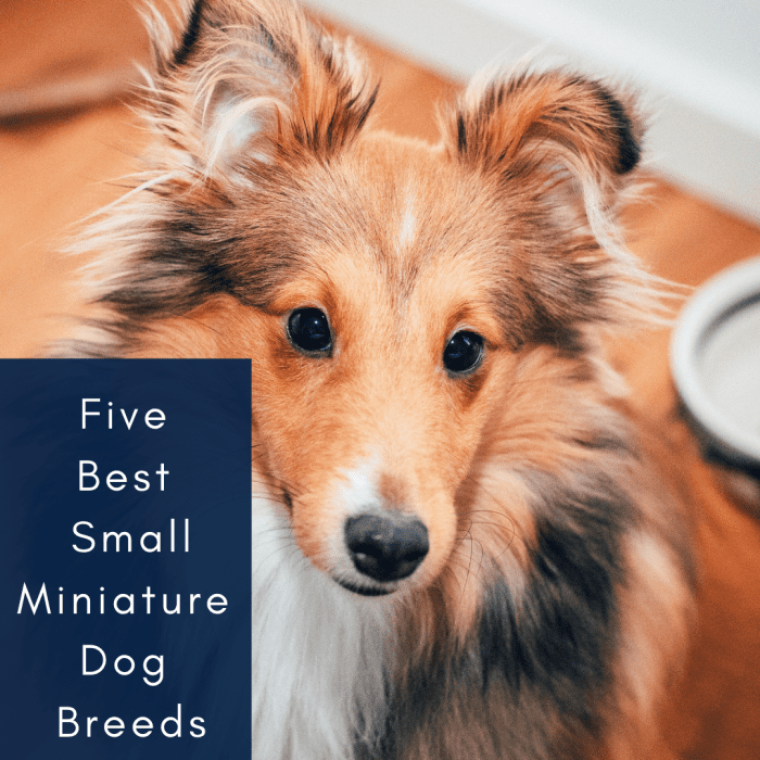 5 Best Small Miniature Dog Breeds - PetHelpful