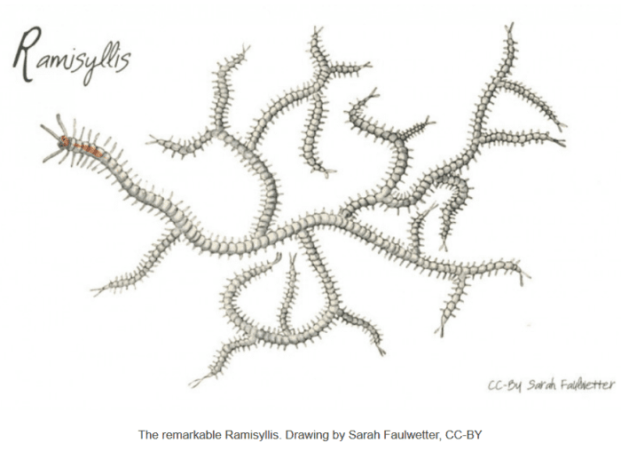 Polychaete Worms: Animals With Straight or Branched Bodies - Owlcation