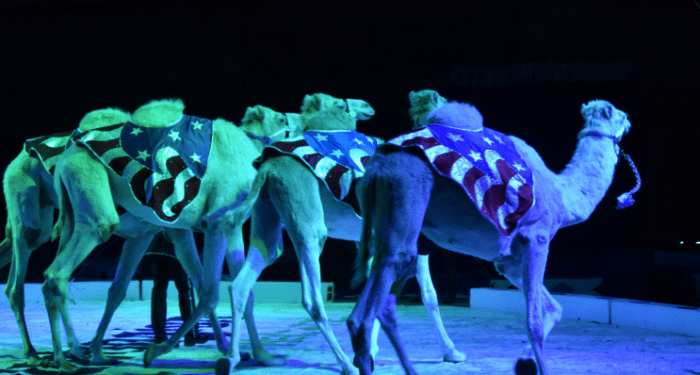 Circus in the 21st Century: A Portrait of Circus United - HubPages