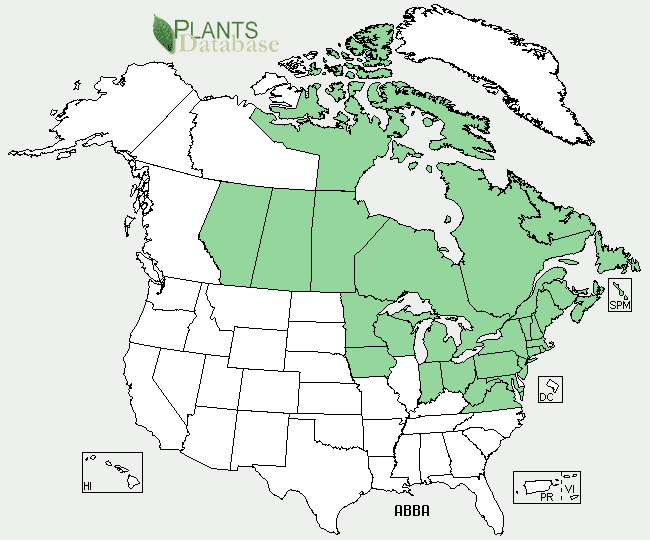 Common Michigan Conifers: Cedars, Firs, the Hemlock, and the Tamarack ...