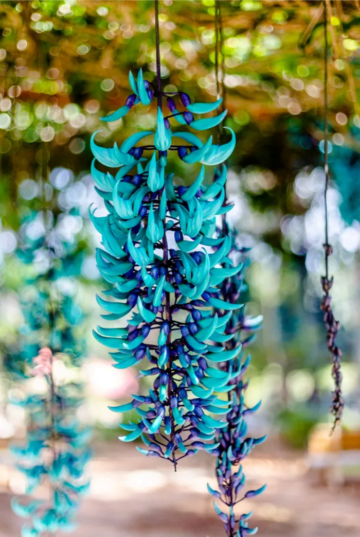 20 Most Beautiful Native Flowers of the Philippines - HubPages