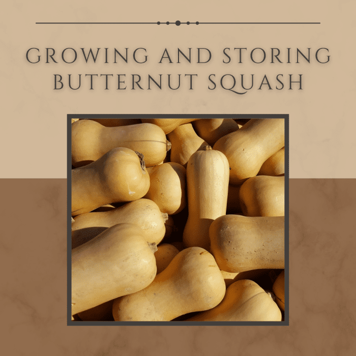 How to Grow and Store Butternut Squash - Dengarden