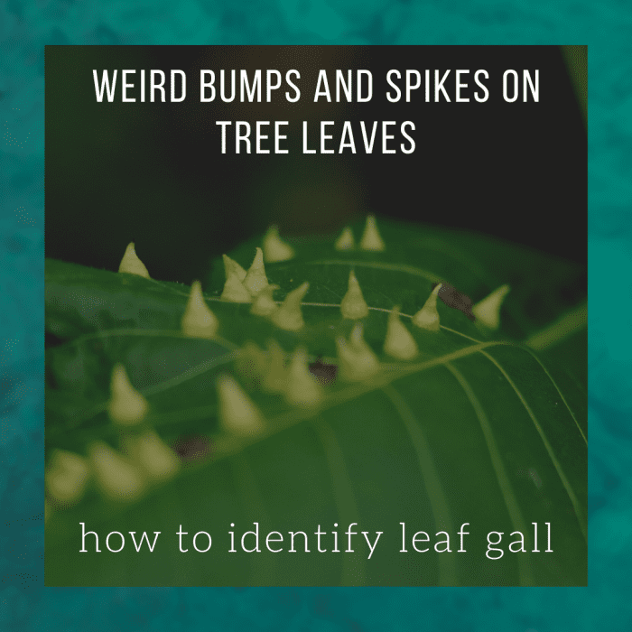 Leaf Galls: Ugly Bumps and Spikes on Tree Leaves - Dengarden