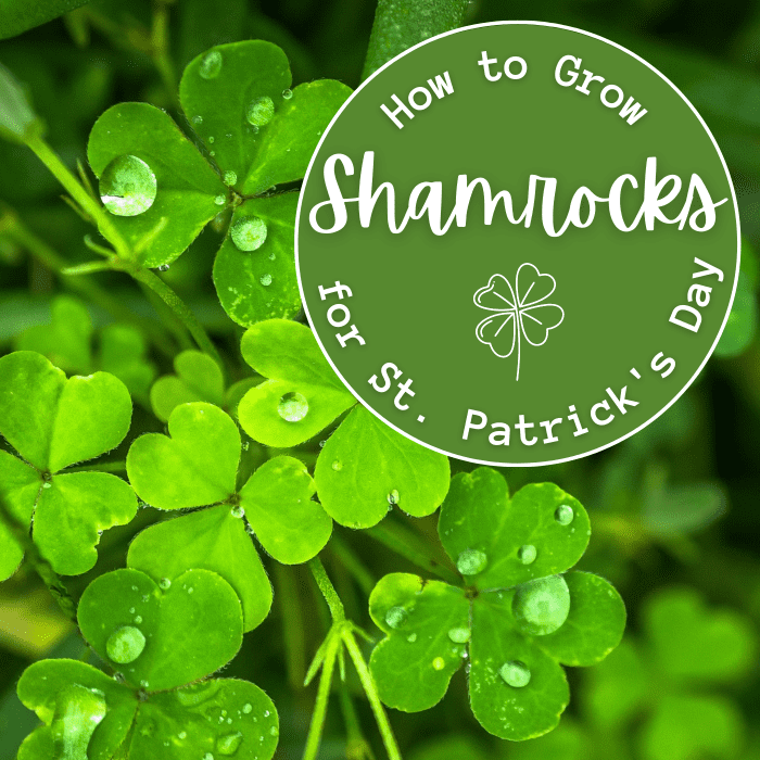 How to Grow Shamrocks for St. Patrick's Day - Dengarden
