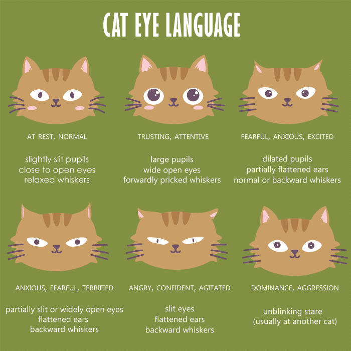 Cat Body Language Chart And Pictures PetHelpful
