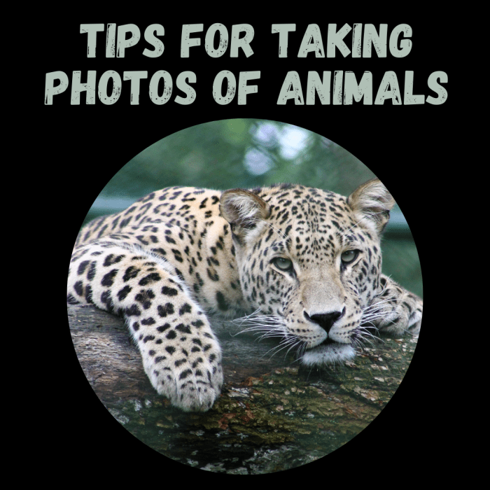 5 Tips for Taking Amazing Animal Photos - HubPages