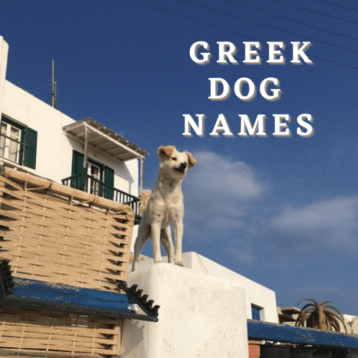 140+ Greek Dog Names (With Meanings) - HubPages
