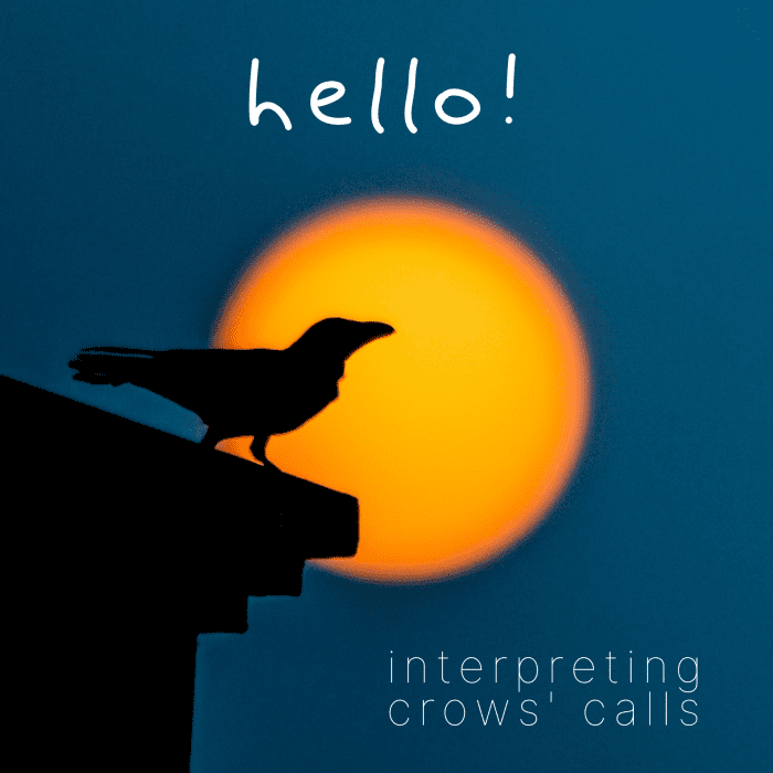Can Crows Talk? And If So, What Are They Saying? - HubPages