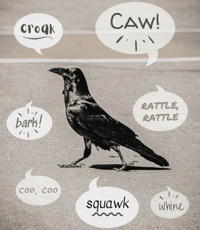 Can Crows Talk? And If So, What Are They Saying? - HubPages