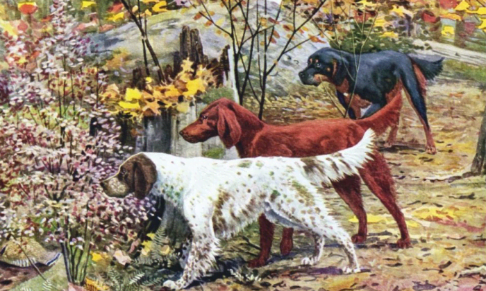 15 Facts About English Setters - HubPages