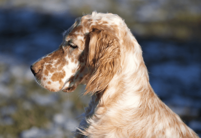 15 Facts About English Setters - HubPages