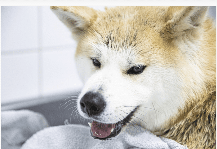 18 Different Types of Aggression in Dogs - HubPages