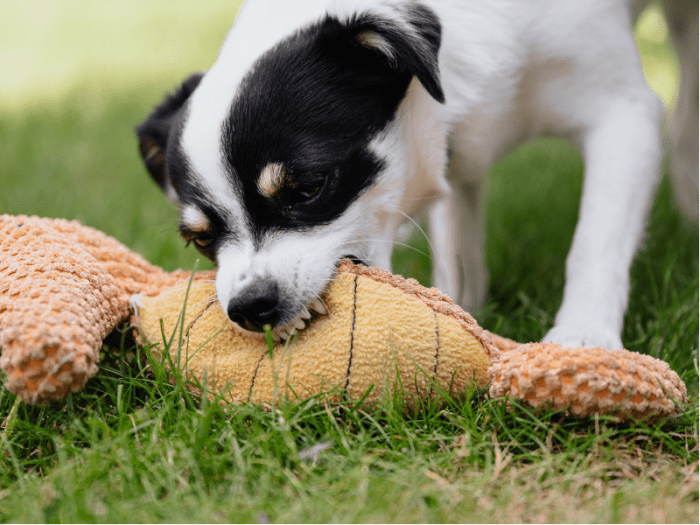 10 Things You Can Do About Your Dog’s Overbite - HubPages