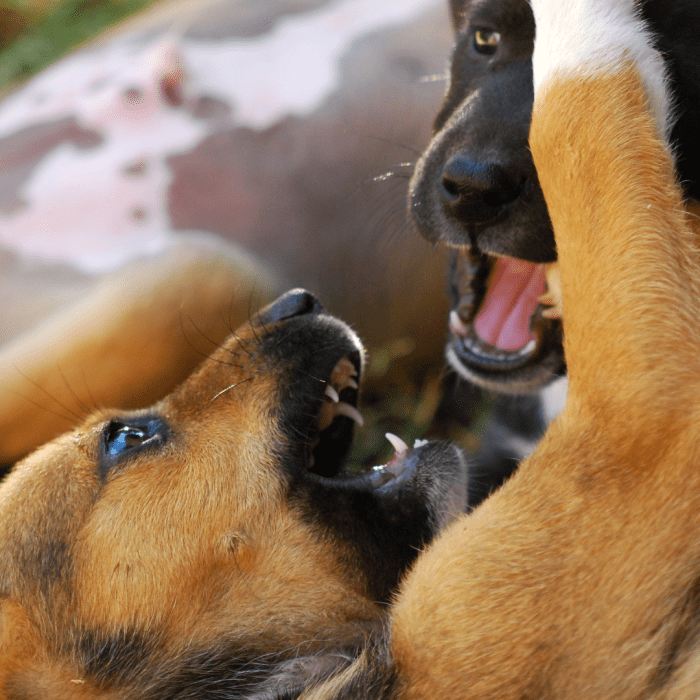 Help, My Puppies Are Play Fighting Too Roughly! Is It OK? - HubPages