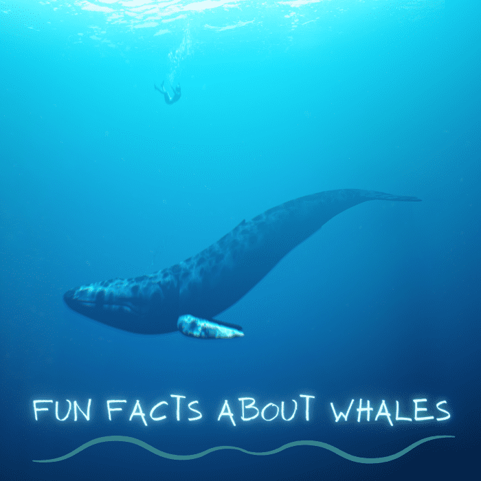 15 Surprising and Interesting Facts About Whales - HubPages