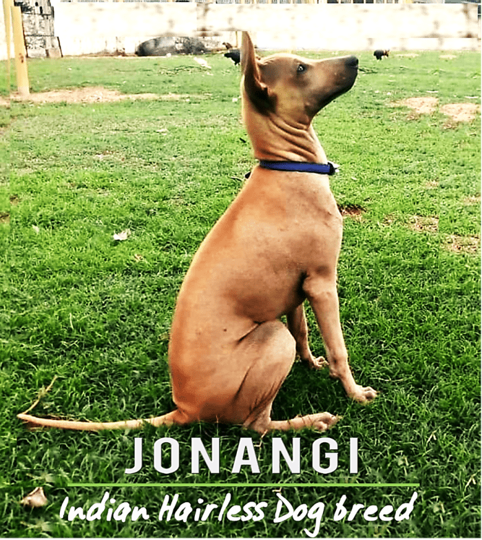 Jonangi Indian Hairless Dog : Breed Information, Facts and ...