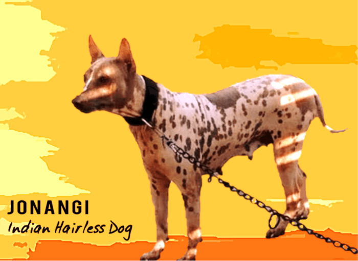 Jonangi Indian Hairless Dog : Breed Information, Facts and ...