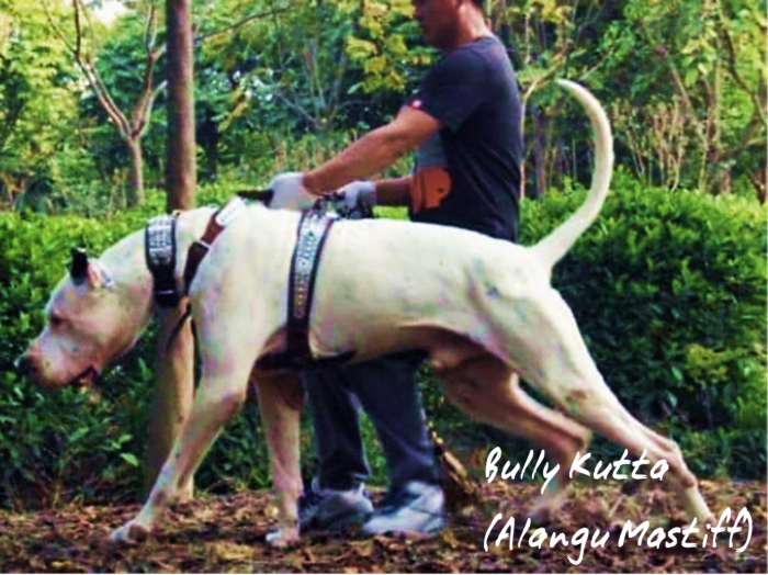 11 Most Aggressive Indian Dog Breeds - HubPages