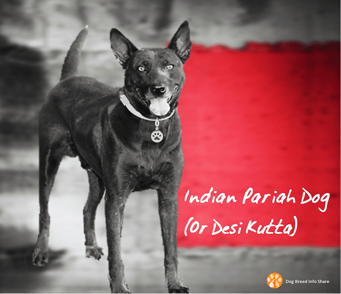 11 Most Aggressive Indian Dog Breeds - HubPages