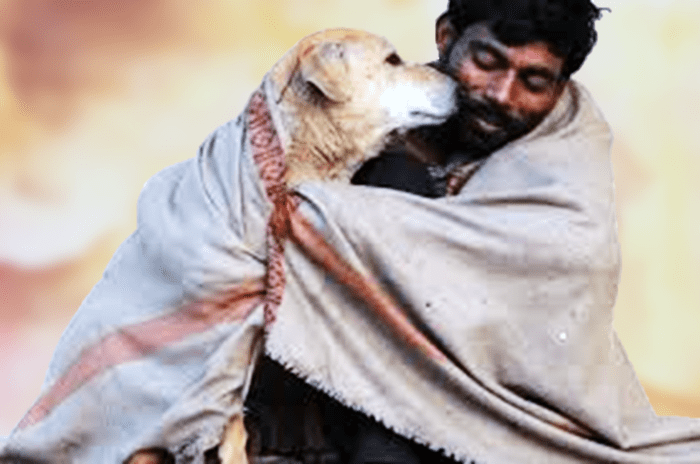 Desi Kutta or Indian Pariah Dog: Breed Information, Pictures and ...