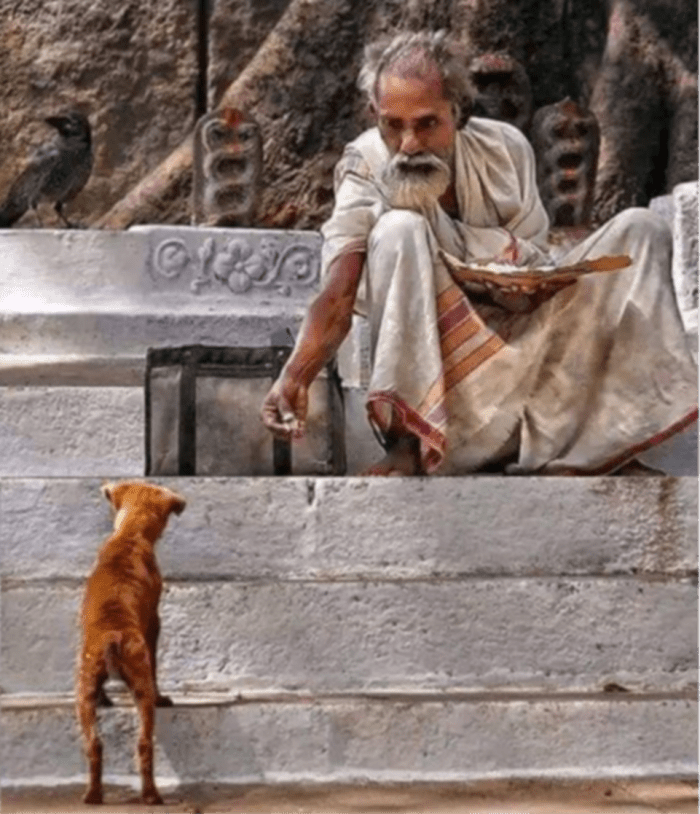 100+ Indian Desi (Indie) Dog Names With Meanings - HubPages