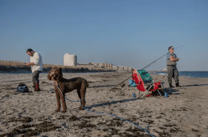The 10 Best Beaches for Small Dogs in the US - HubPages