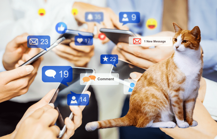 How to Become a Cats Influencer in Three Easy Steps - HubPages