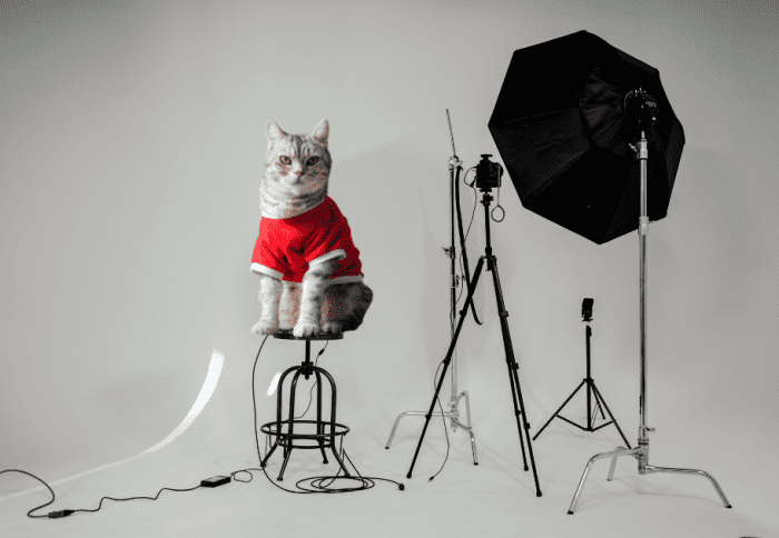 How to Become a Cats Influencer in Three Easy Steps - HubPages