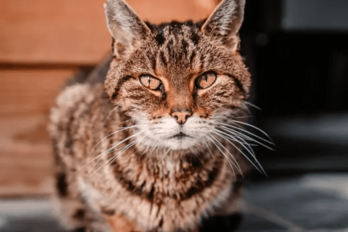 Muscle Atrophy in Cats: What Causes It? - PetHelpful
