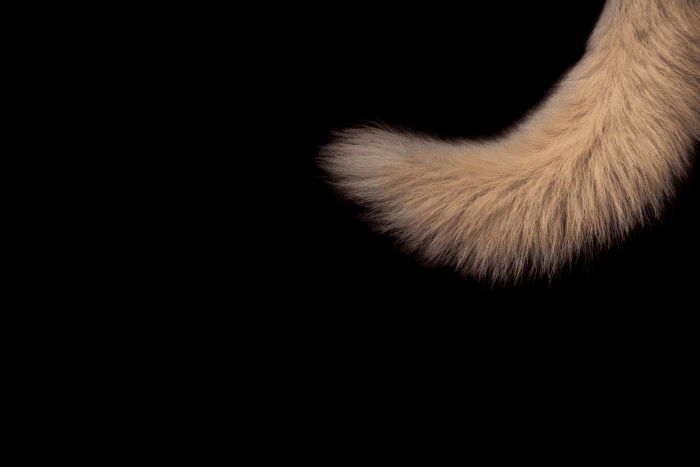 How Dogs Communicate With Their Tails - HubPages