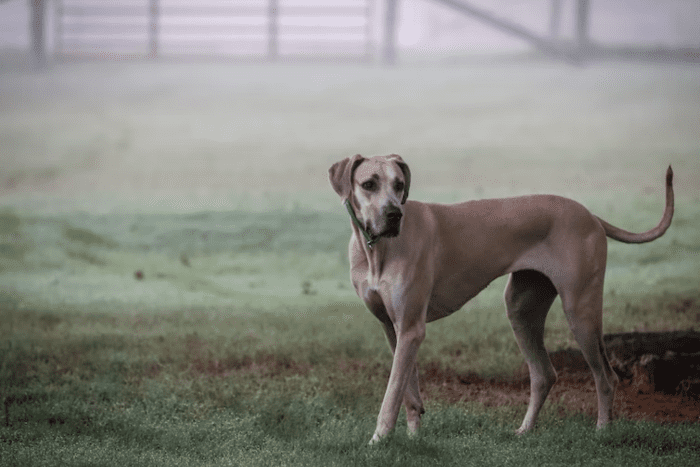 A Guide to Great Dane Coat Colors - HubPages