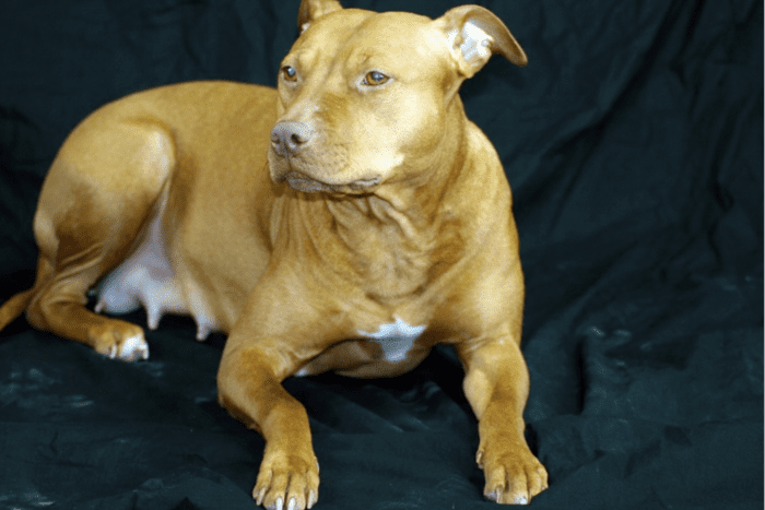 The 12 Signs of Imminent Labor in Dogs and How to Prepare - HubPages