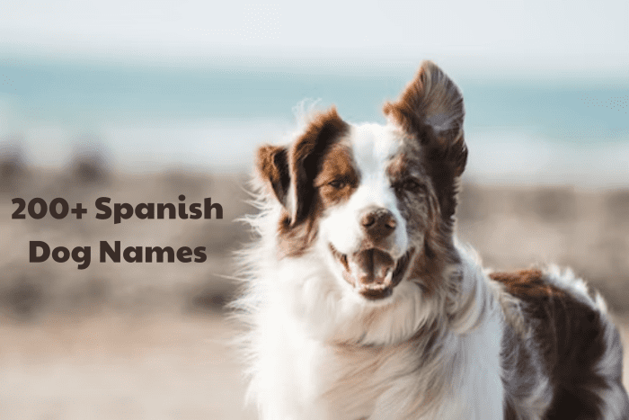 200+ Spanish Dog Names (With Meanings) - HubPages