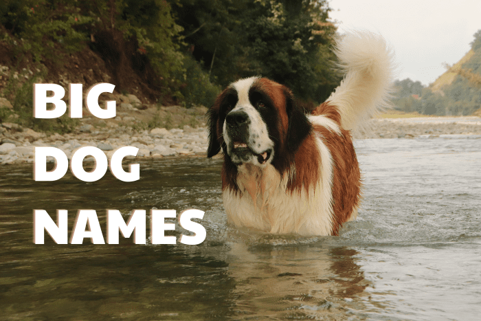 300+ Big Dog Names (With Meanings) - HubPages