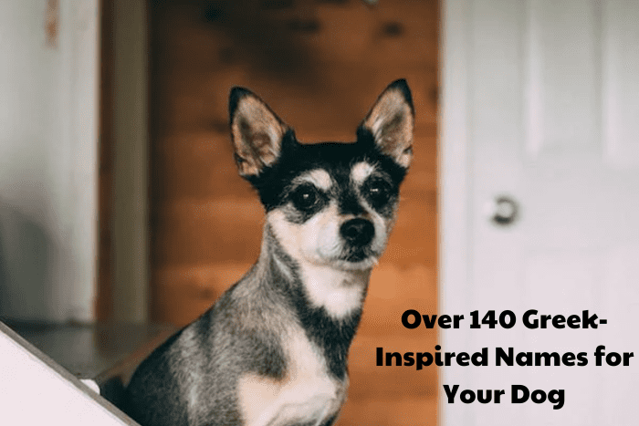 140+ Greek Dog Names (With Meanings) - HubPages