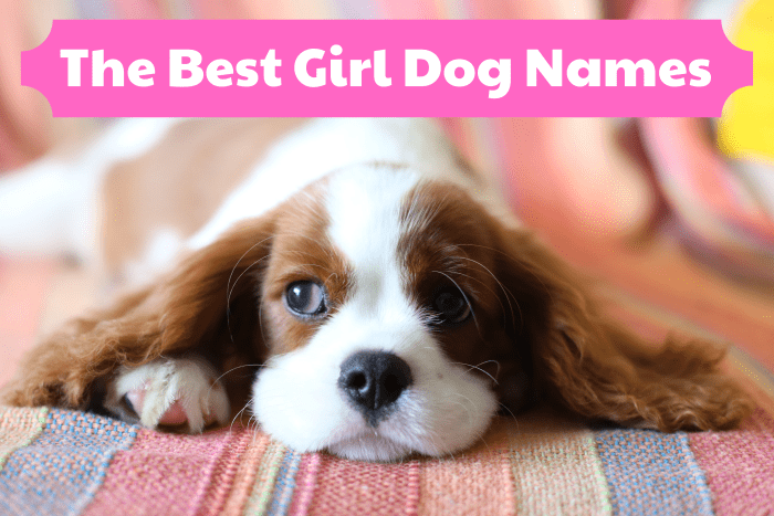 200+ Best Girl Dog Names - HubPages
