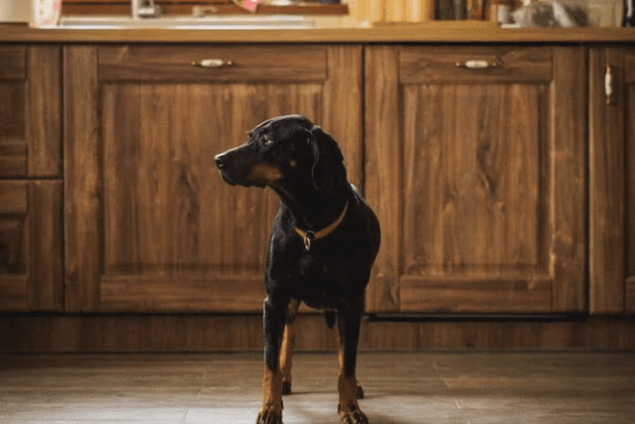 Why Do Dogs Hump? - HubPages