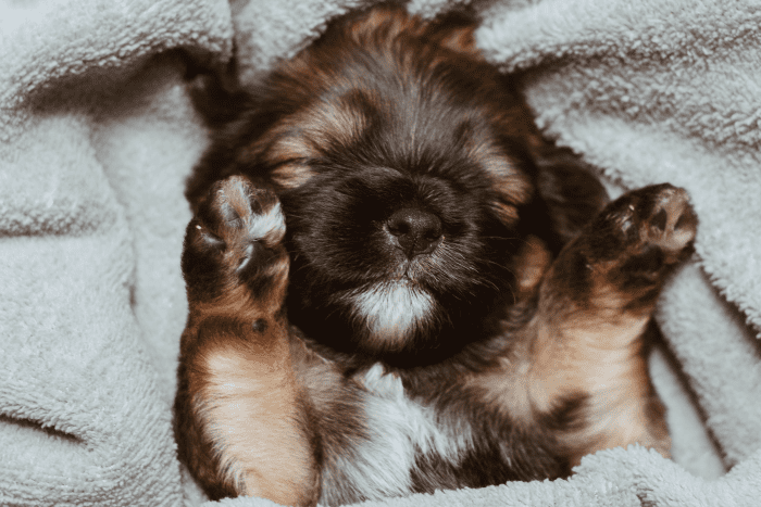 What to Expect When Bringing Home a New Puppy - HubPages