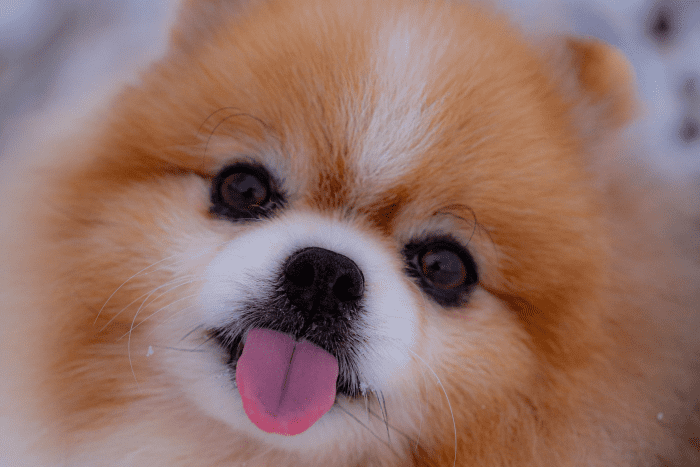The 7 Best Miniature Dog Breeds: Toys and Teacups - PetHelpful