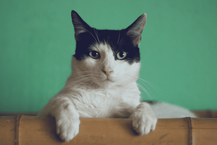 77 Cat Proverbs and Sayings - HubPages