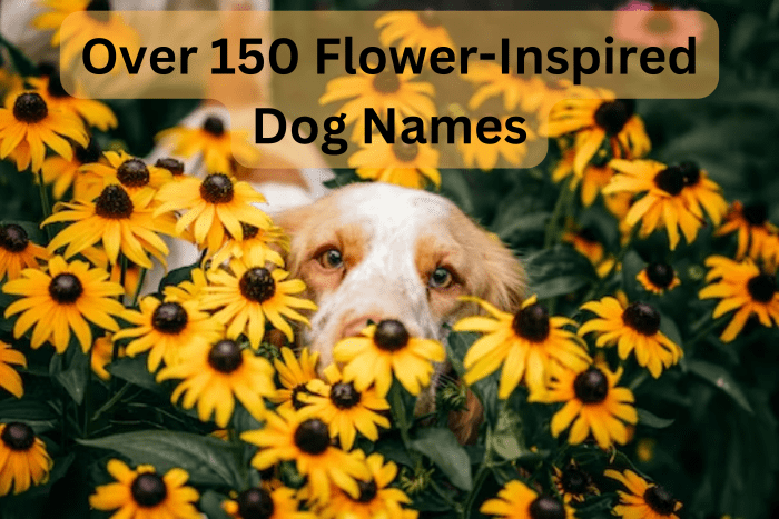 150+ Beautiful and Uncommon Flower Names for Dogs - HubPages