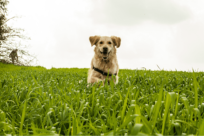 How to Keep Your Dog Safe Outdoors (7 Tips) - HubPages